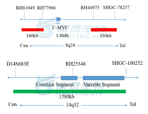 [MAFB/IGH]/[CCND3/IGH]/[MYC/IGH]融合基因探针试剂（荧光原位杂交法）-MYC/IGH融合-武汉康录生物技术股份有限公司